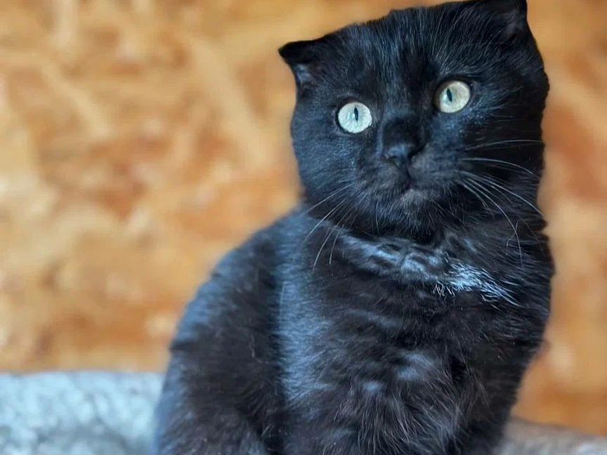 Кошка в дар