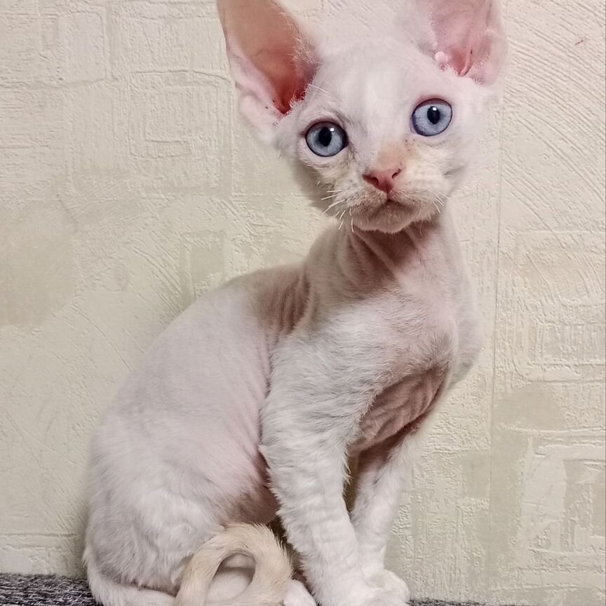 Котенок девон-рекс мальчик