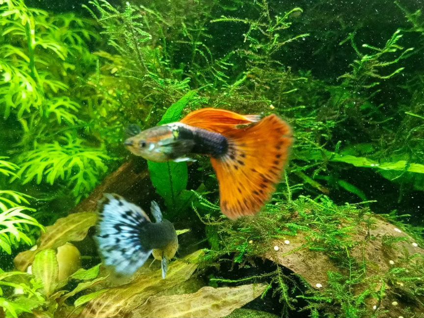 Рыбки гуппи