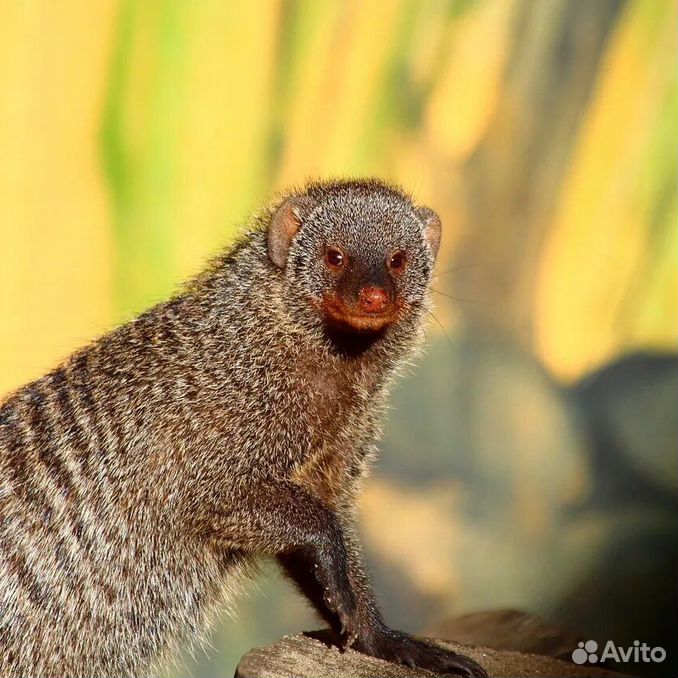 Полосатый мангуст