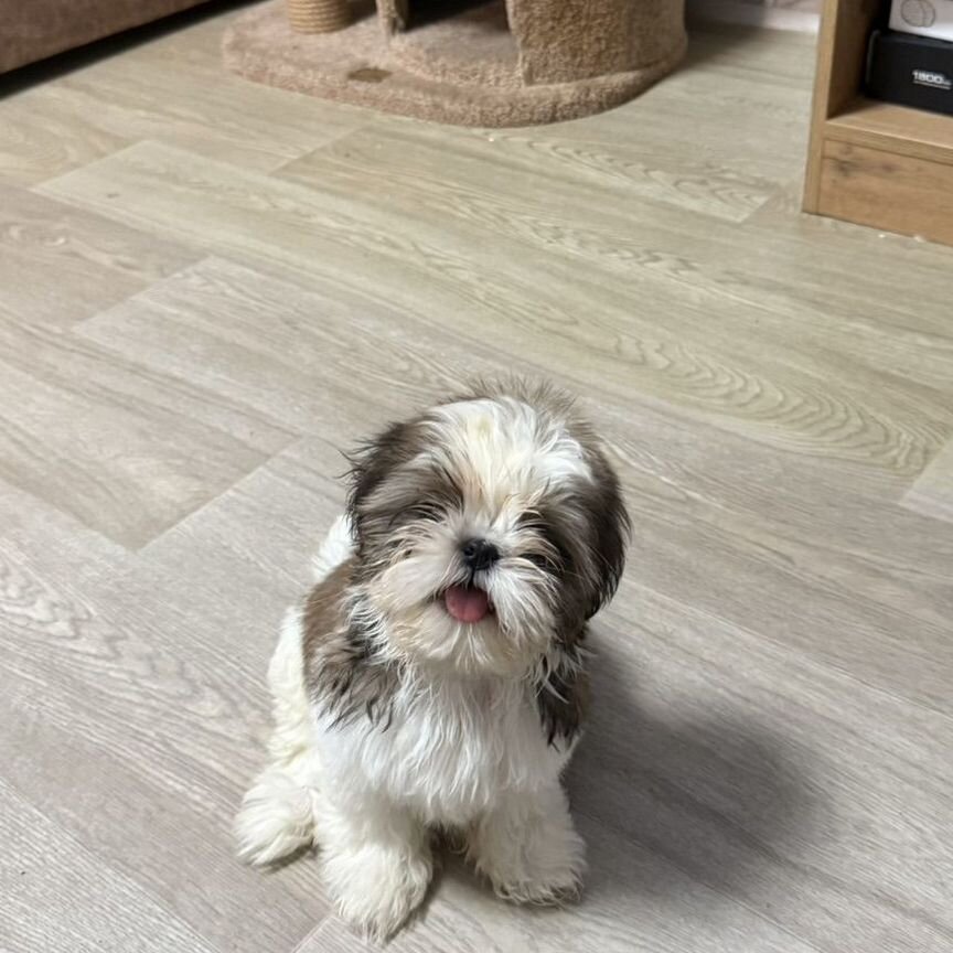 Ши-тцу, щенок