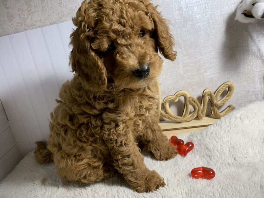 Карликовый пудель