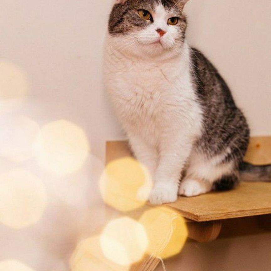 Кошка булочка