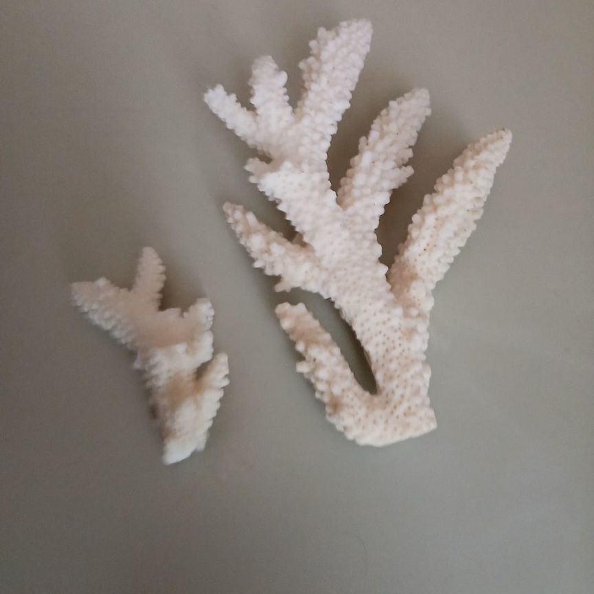 Морские кораллы