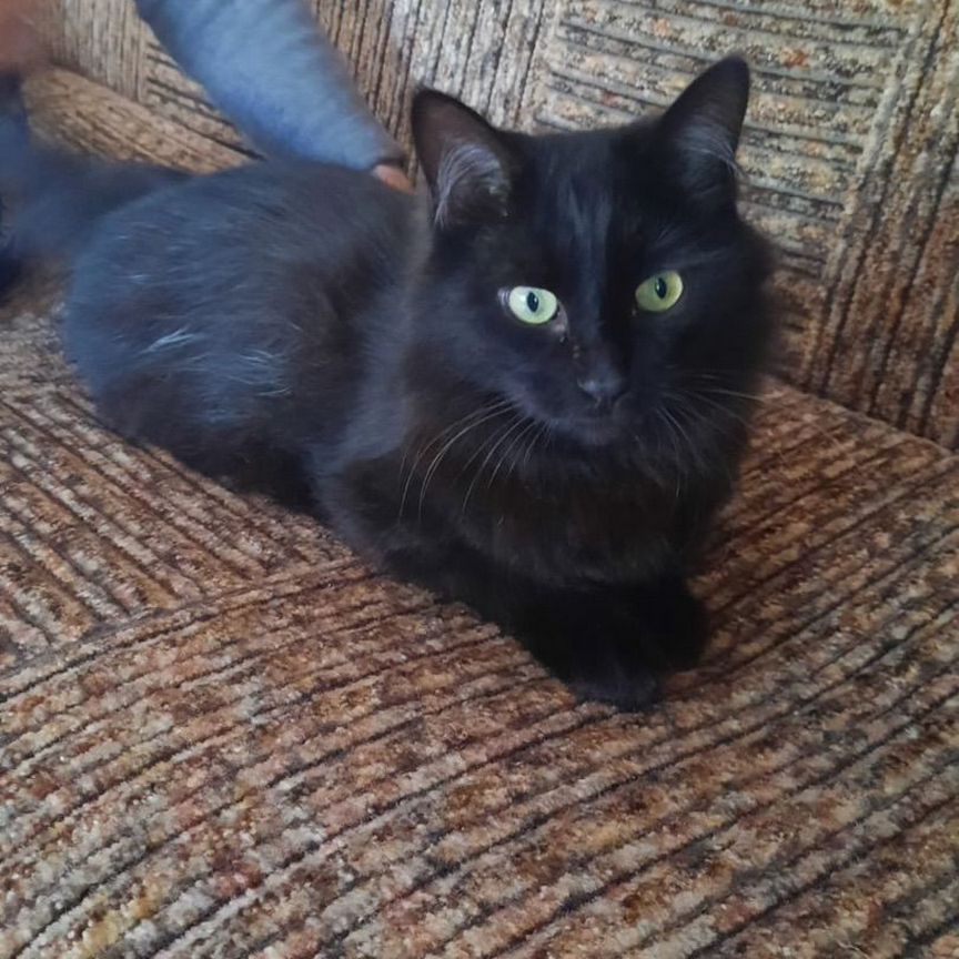 Котик в добрые оуки