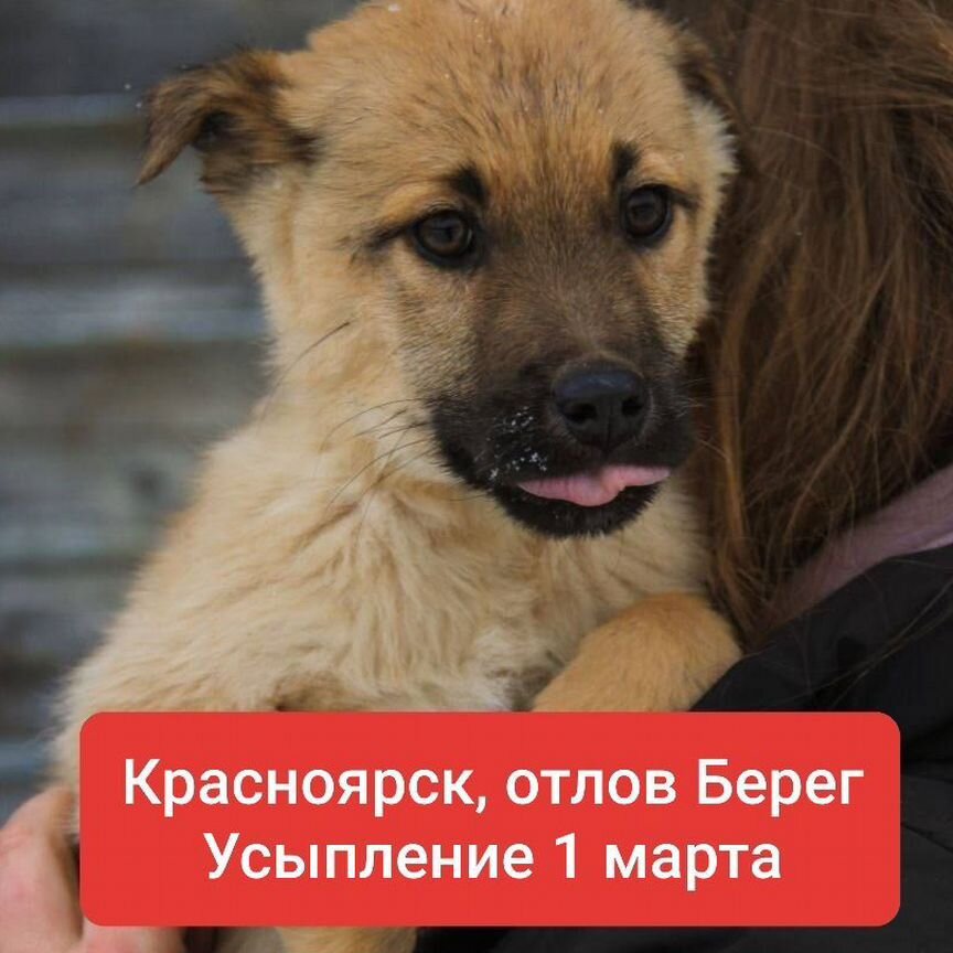 Щенок в добрые руки