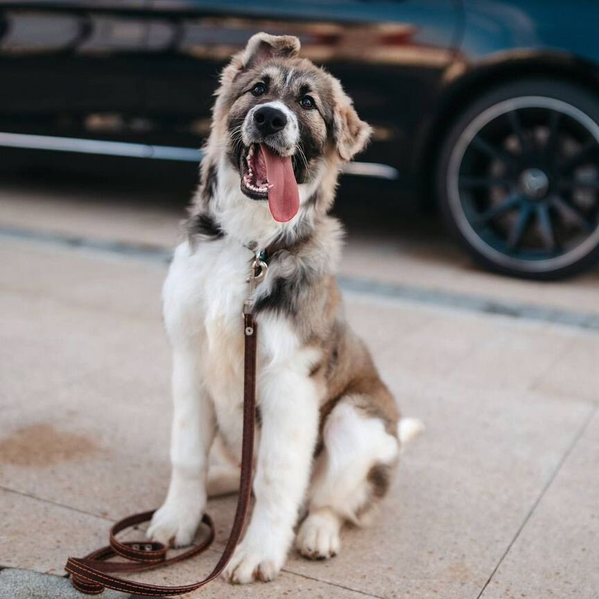 Алмаз - роскошная собака в добрые руки в дар