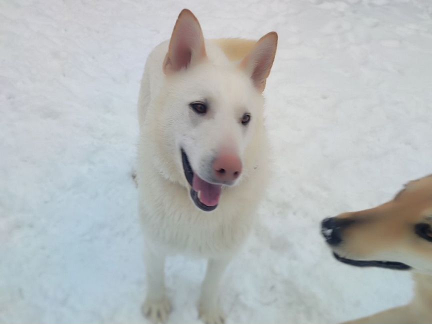 Швейцарская овчарка