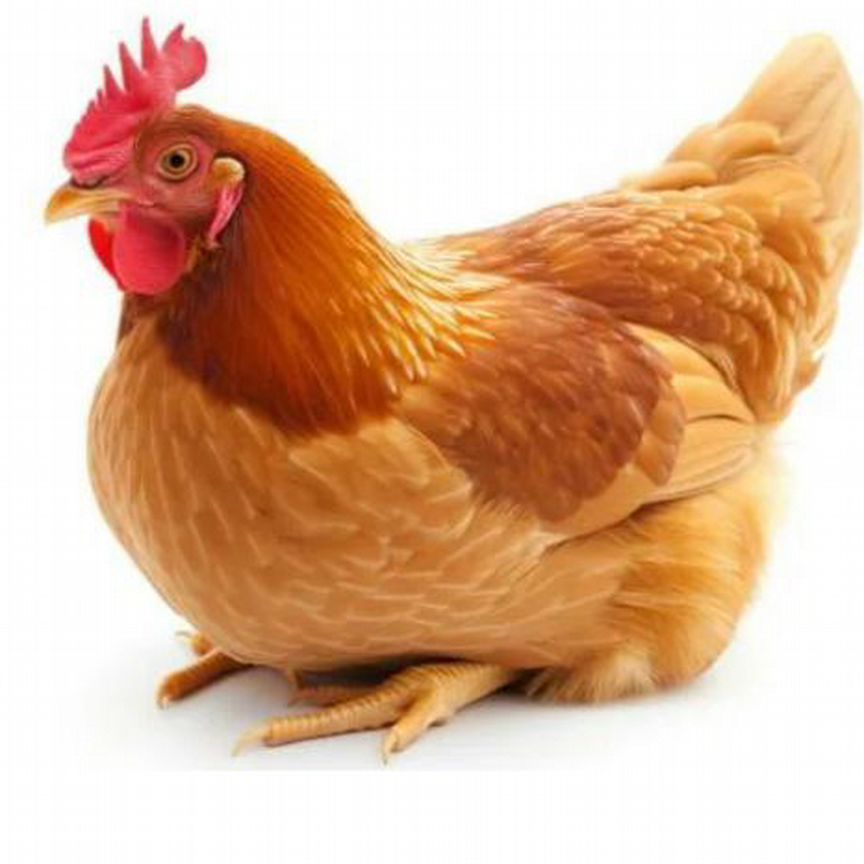 Куры несушки продам