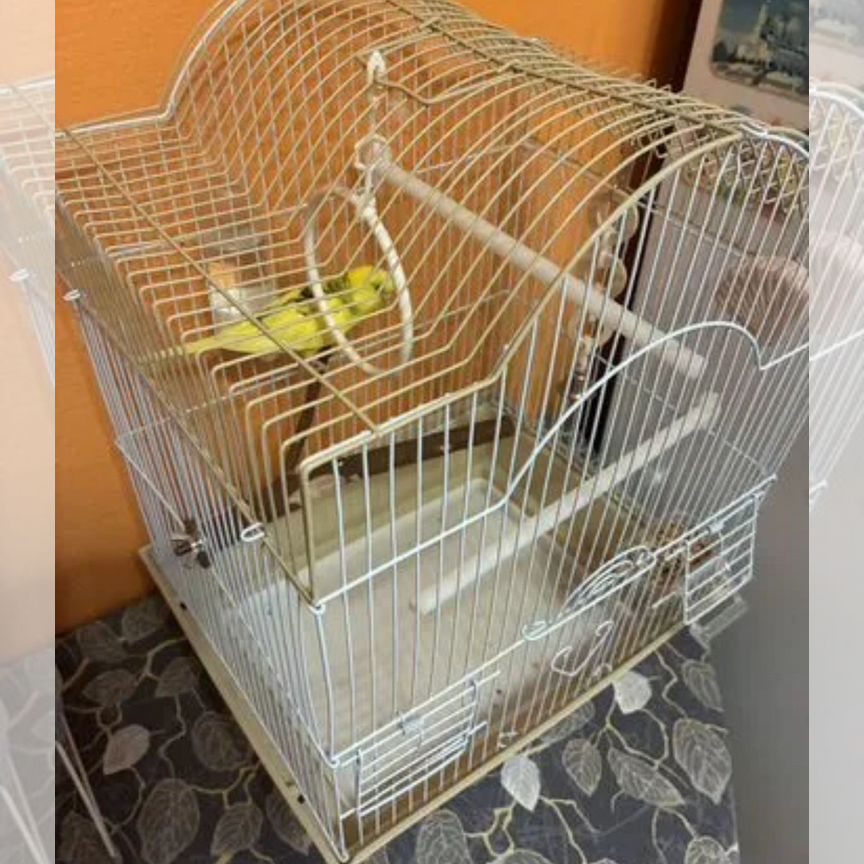 Волнистый попугай