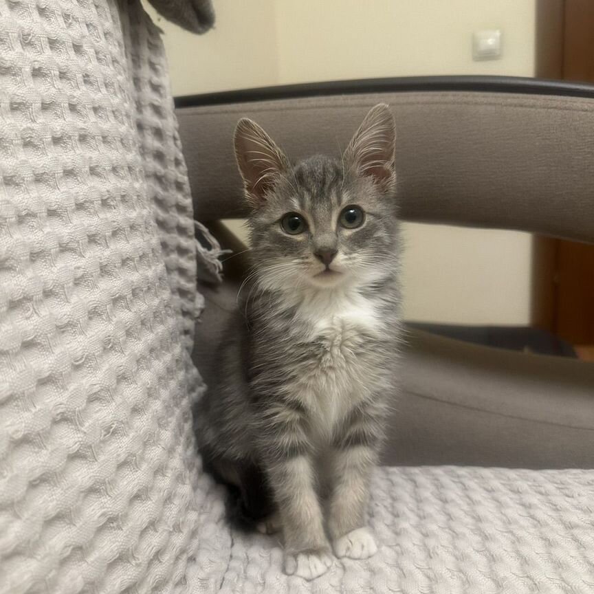 Добрая малышка Тая ищет дом