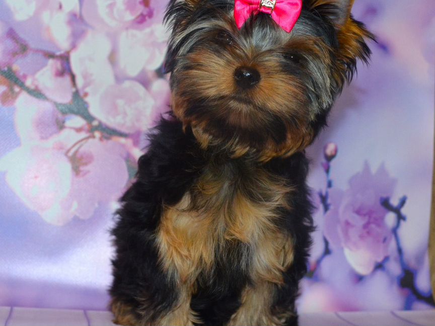 Красивые девочки с документами РКФ