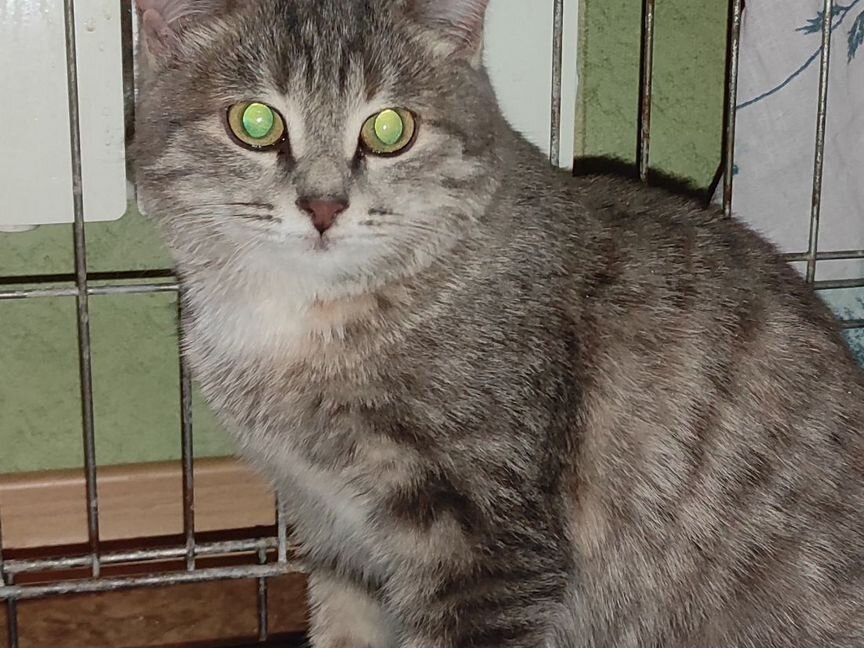 Котенок девочка в добрые руки