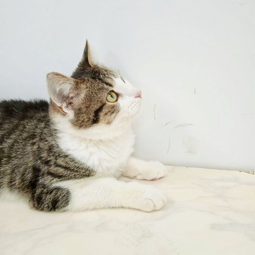 В добрые руки