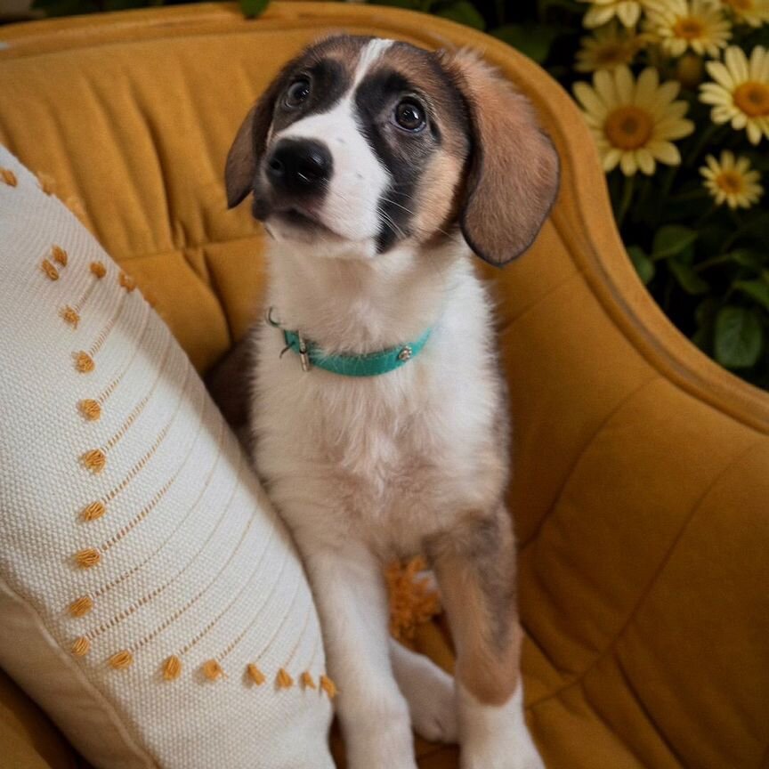 Собака в добрые руки