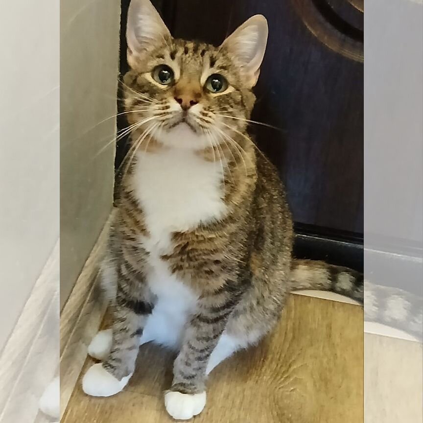 Домашний приют Кошка 2 -3 года стерилизованная