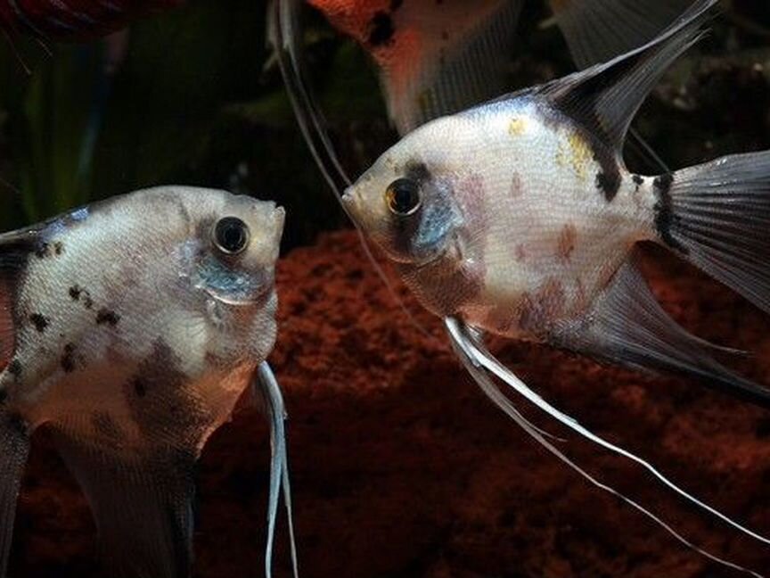 Рыба склярия