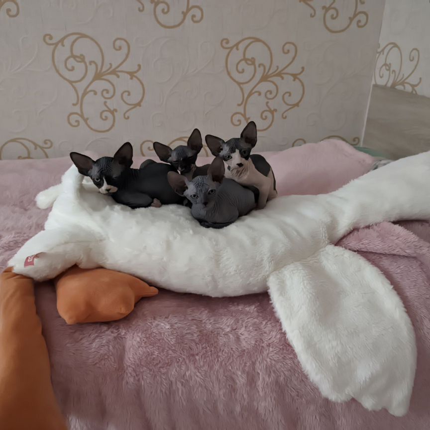 Котята канадского сфинкса