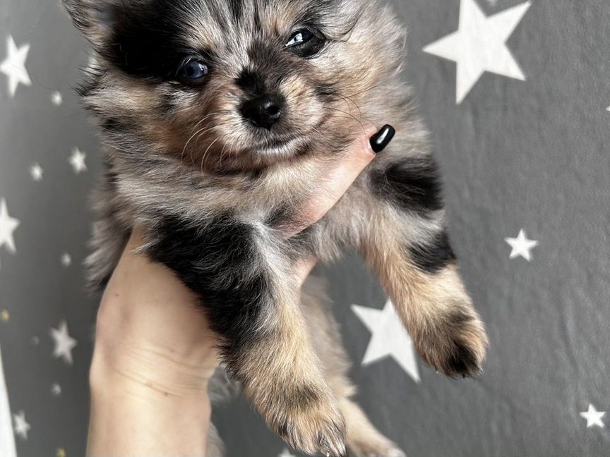 Щенок немецкого шпица