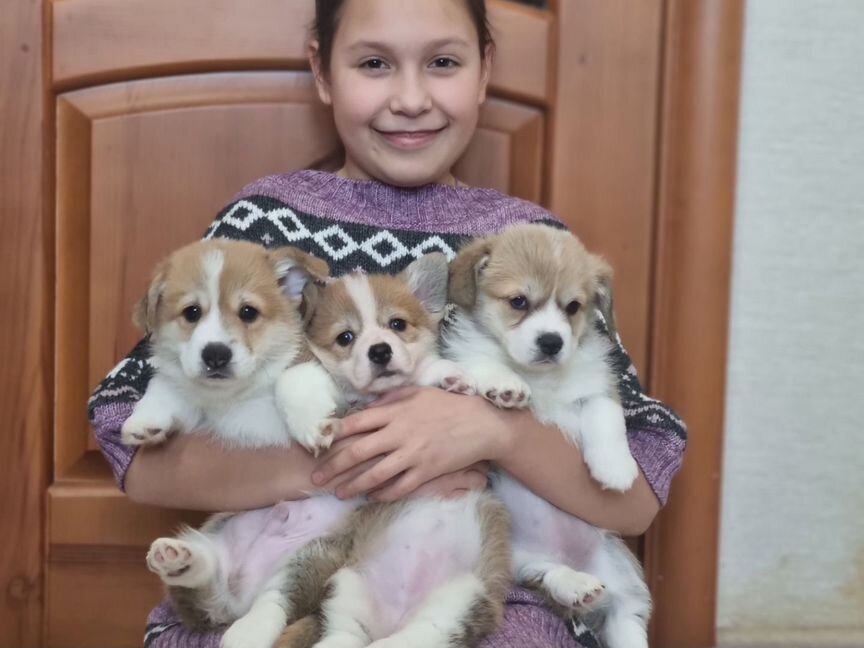 Милые корги - лучшие друзья детей