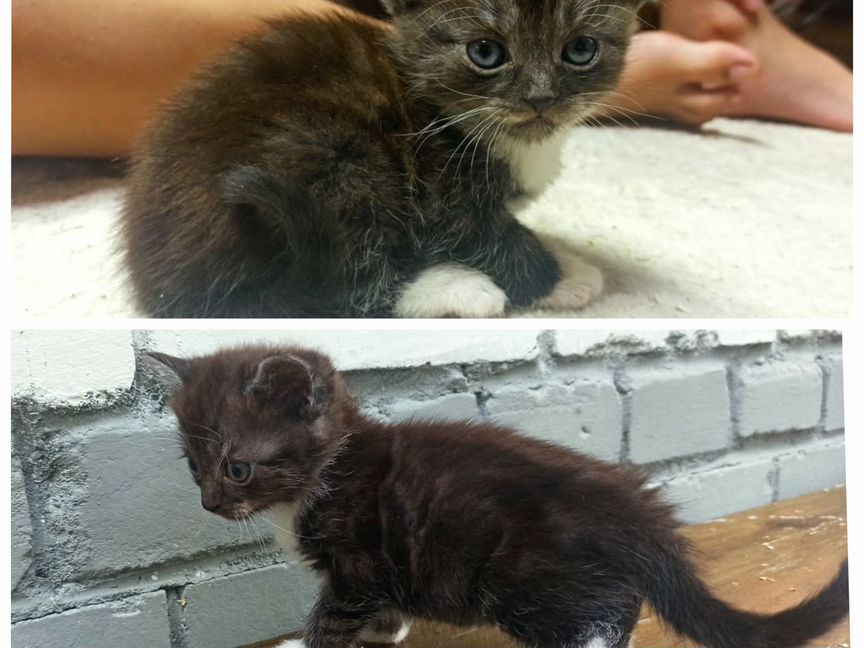 Котята отдам в добрые руки бесплатно