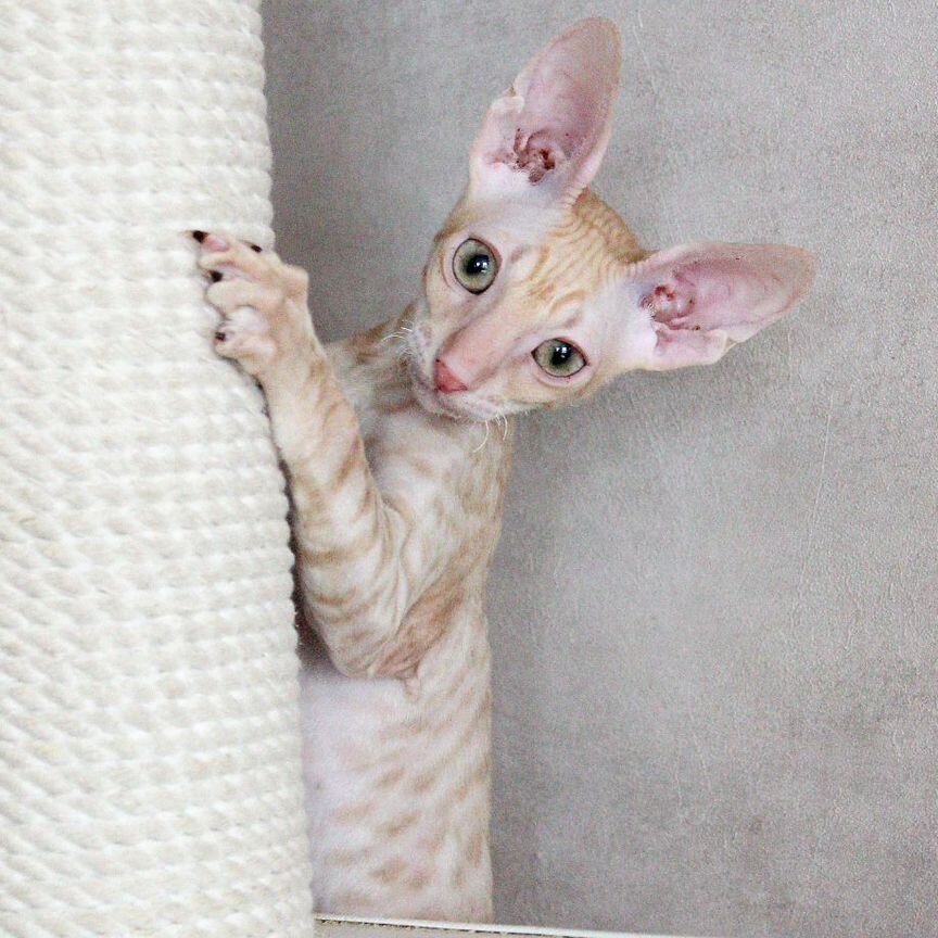 Котик Корниш-рекс