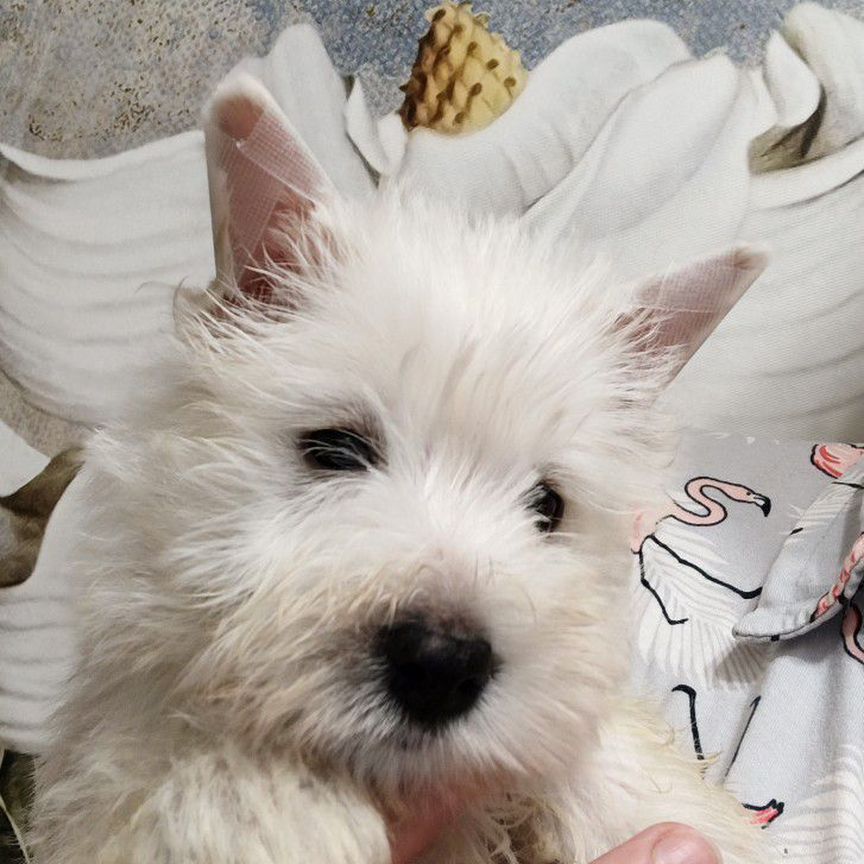 Щенки вестики