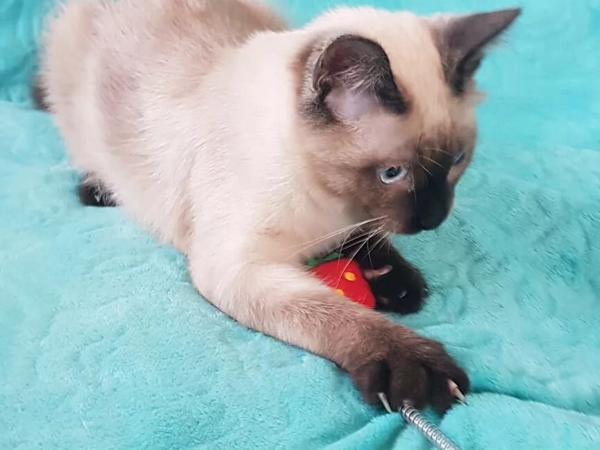 Котик породы скиф той-боб