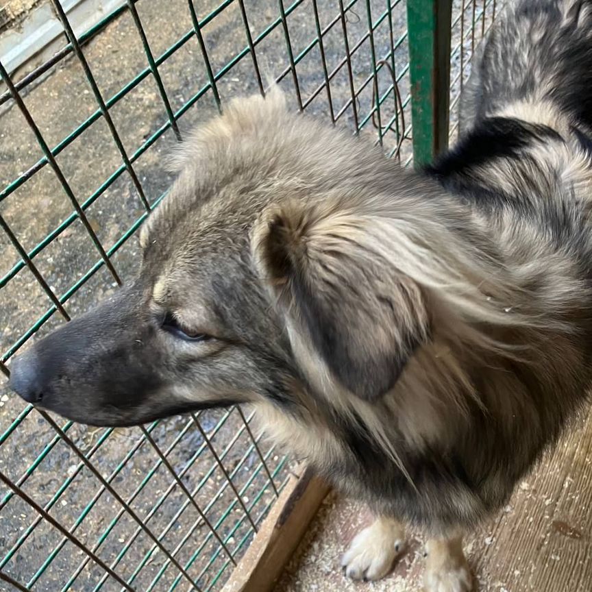 Чудесная молодая собака ждет семью в приюте