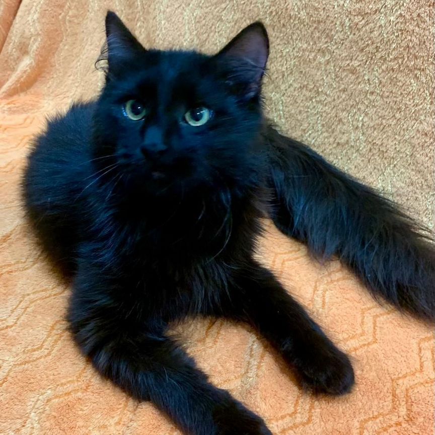 Роскошный ко его к мальчик 4 мес в добрые руки