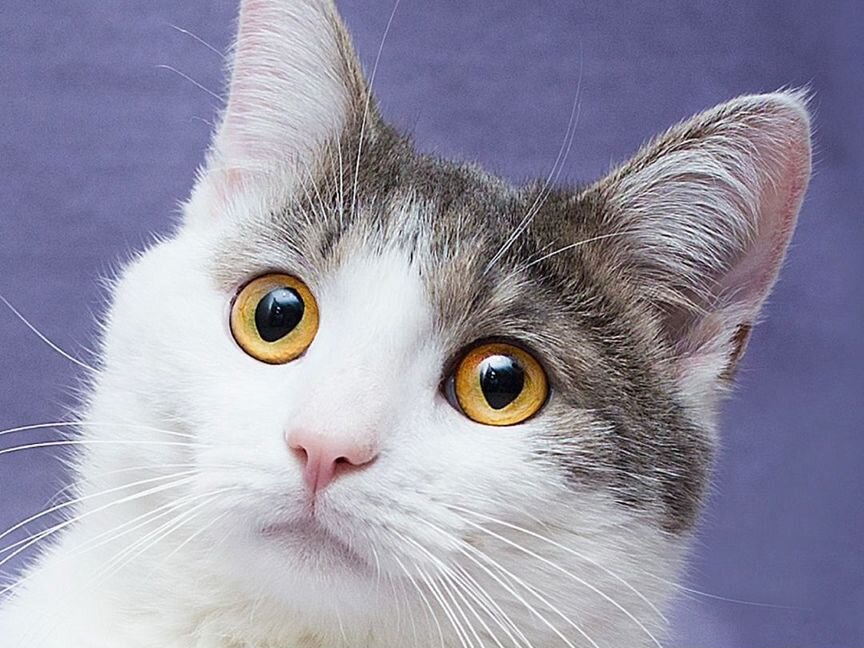 Супер-пупер кот