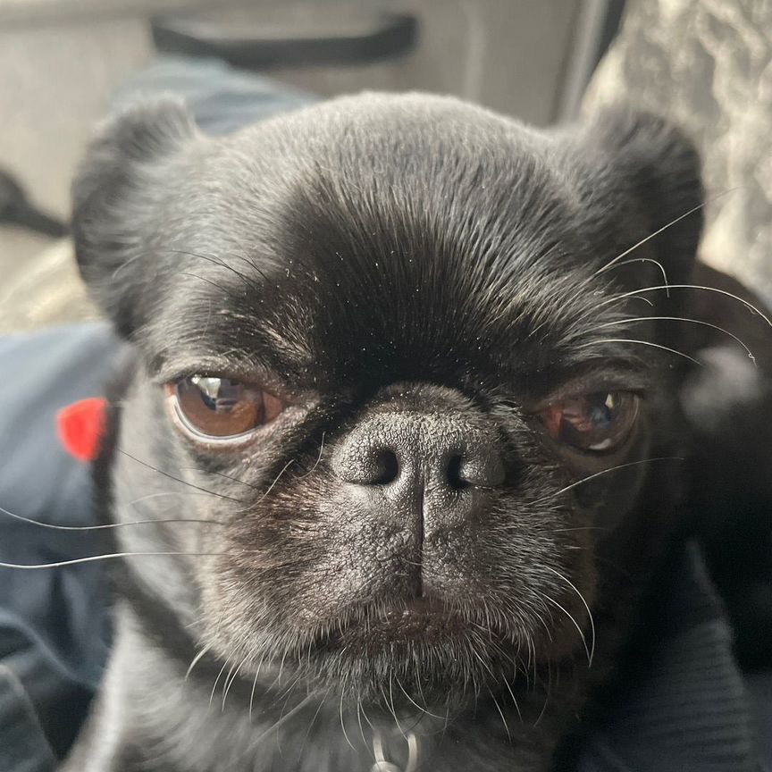 Взрослый пёс в добрые руки