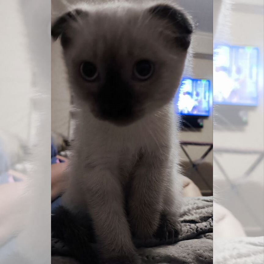 Милая сиамская кошечка
