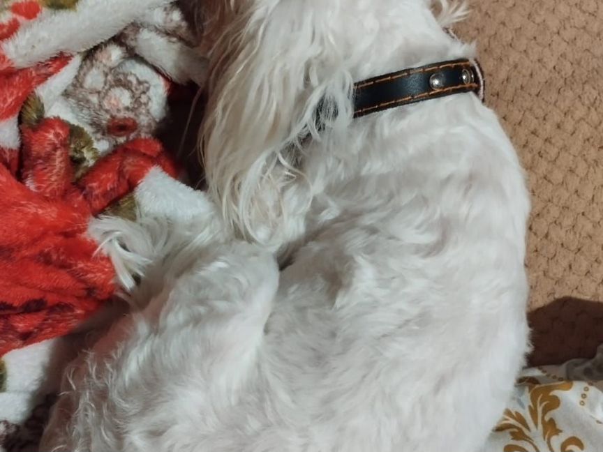 Нашли собаку мальтезе