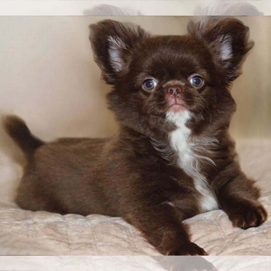 Чихуахуа, щенок