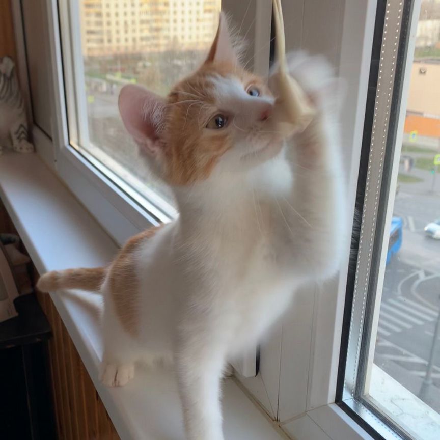 Котёнок Мальчик отдам