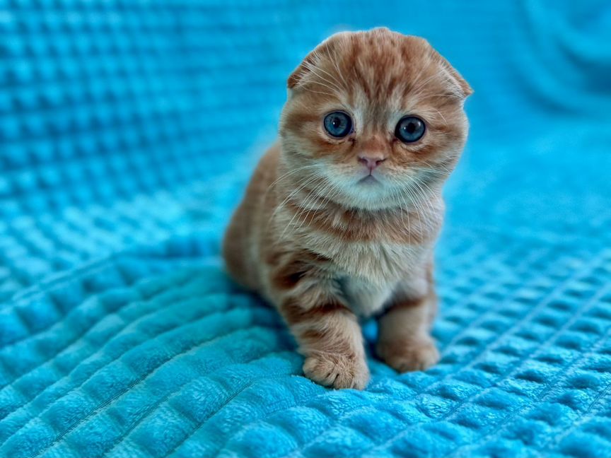 Шотландский котёнок Бурундук Герда