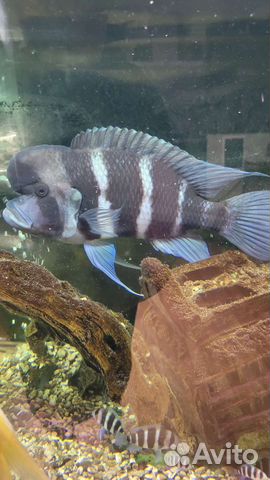Малёк Cyphotilapia Frontosa