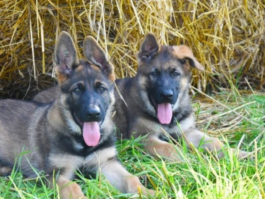 Щенки немецкой овчарки
