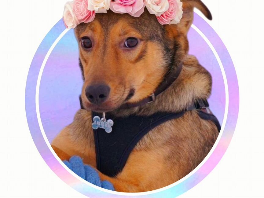 Нужен дом чудесной собаке