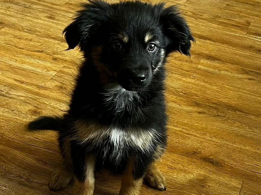 Собака в добрые руки