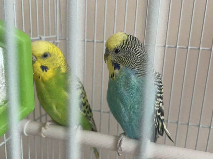 Волнистые попугаи с клеткой
