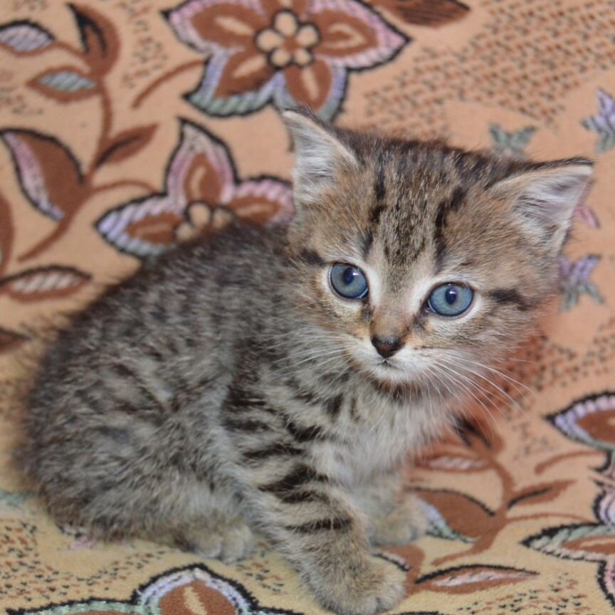 Котёнок в добрые руки