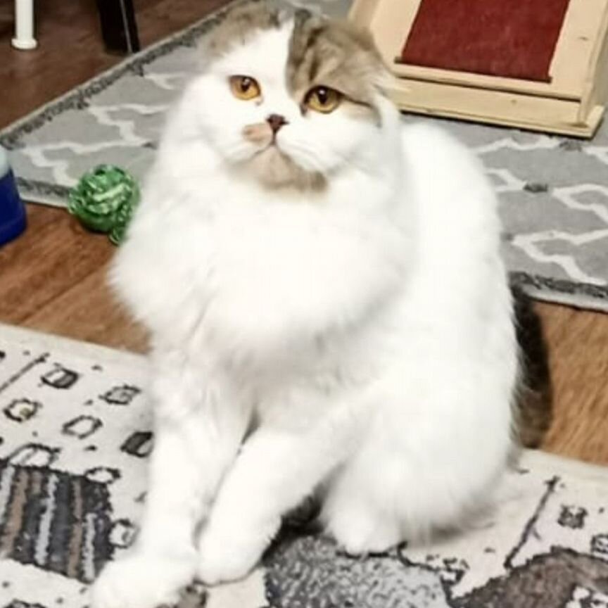 Кошечка фолд