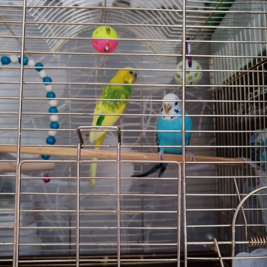 Волнистый попугай с клеткой