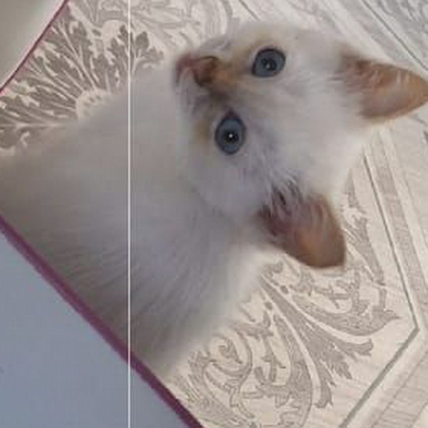 Котенок, британская
