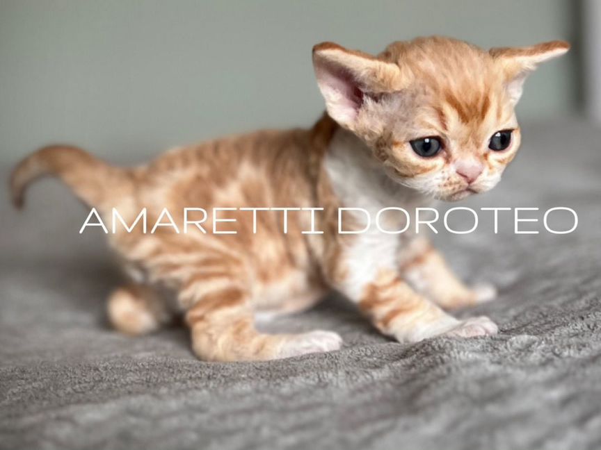 Котята девон рекса