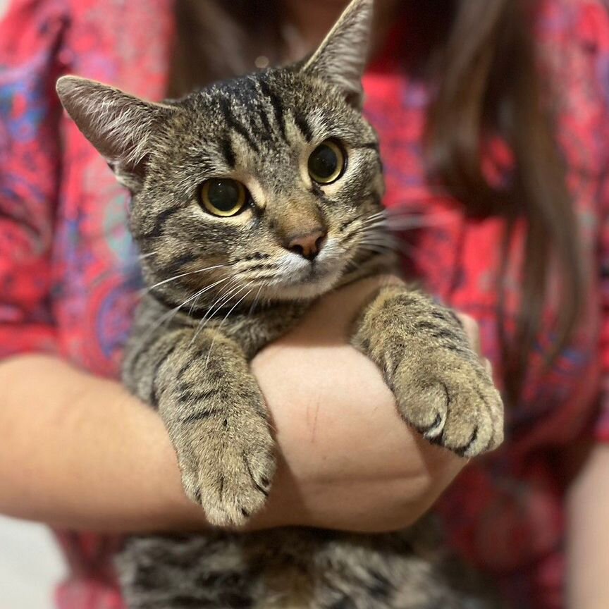 Шикарный котик Вася (7 месяцев) в добрые руки