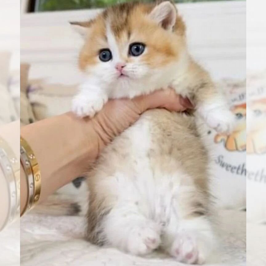Британский короткошёрстный котёнок