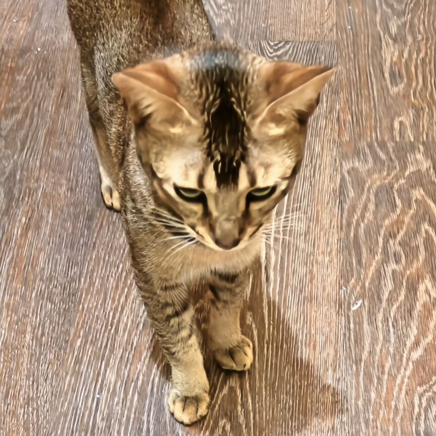 Абиссинский, взрослый кот